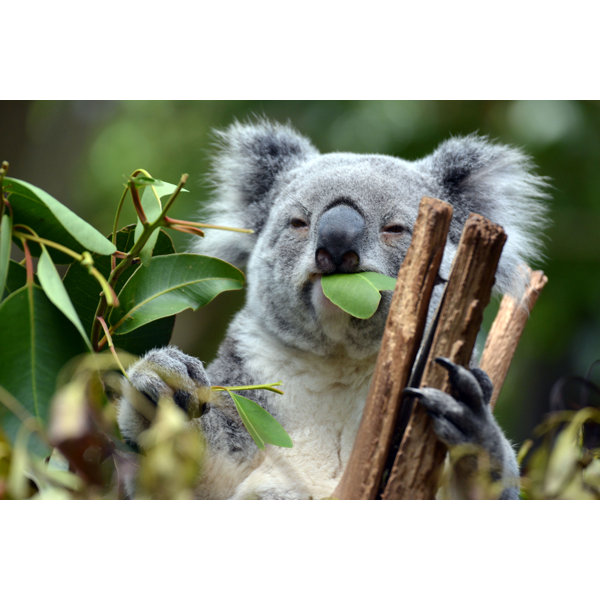 Ebern Designs Koala At Lone Pine Koala Sanctuary In Brisbane, Australia ...