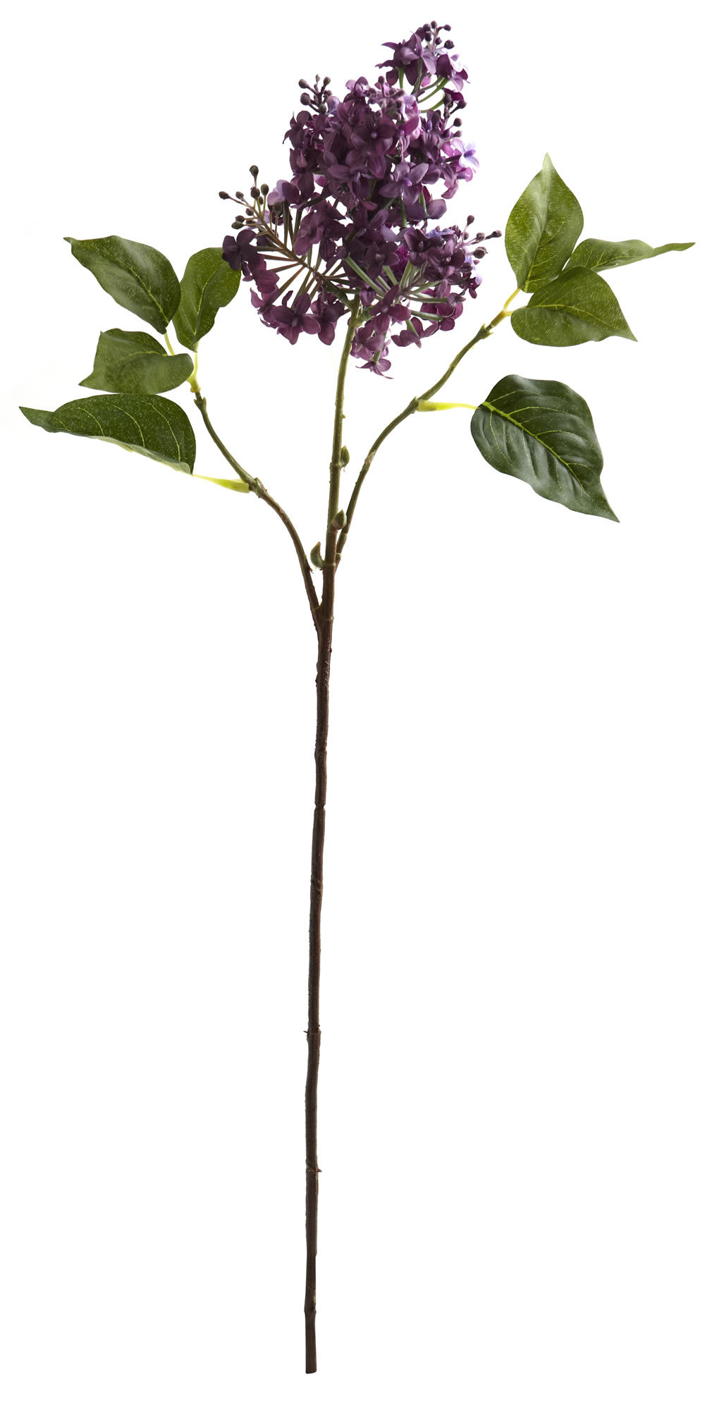 August Grove® Lilac Stem & Reviews | Wayfair