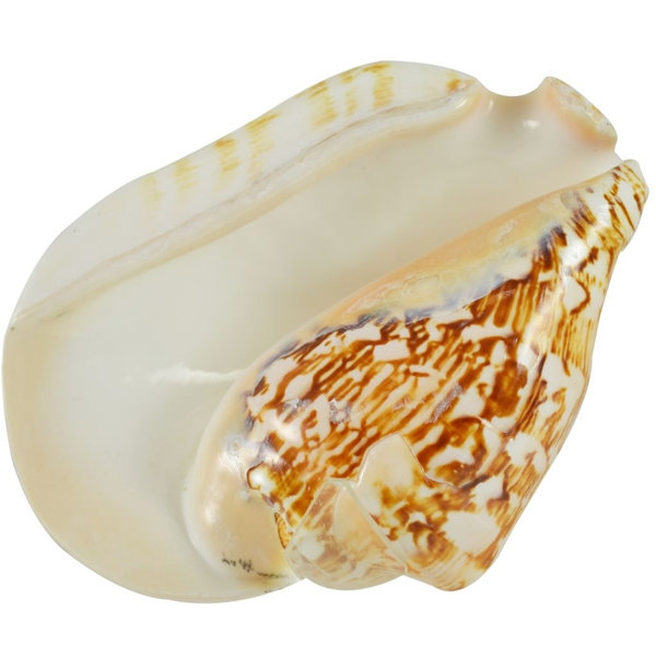 Rosecliff Heights Broad Pacific Conch (Strombus Latissimus) Polished ...