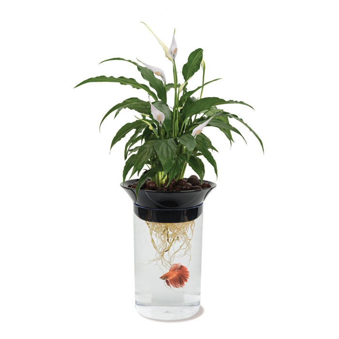 Archie & Oscar™ Chico 0.5 Gallon Aquaponic Betta Aquarium Bowl ...