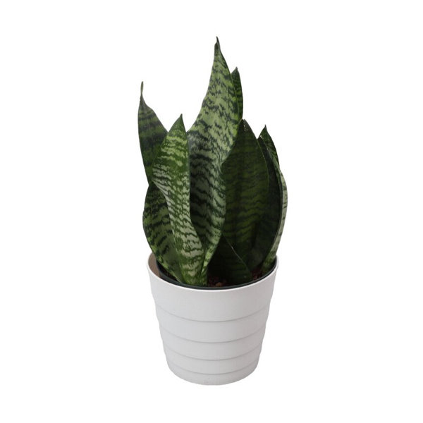 Luxury Live Plants | Perigold