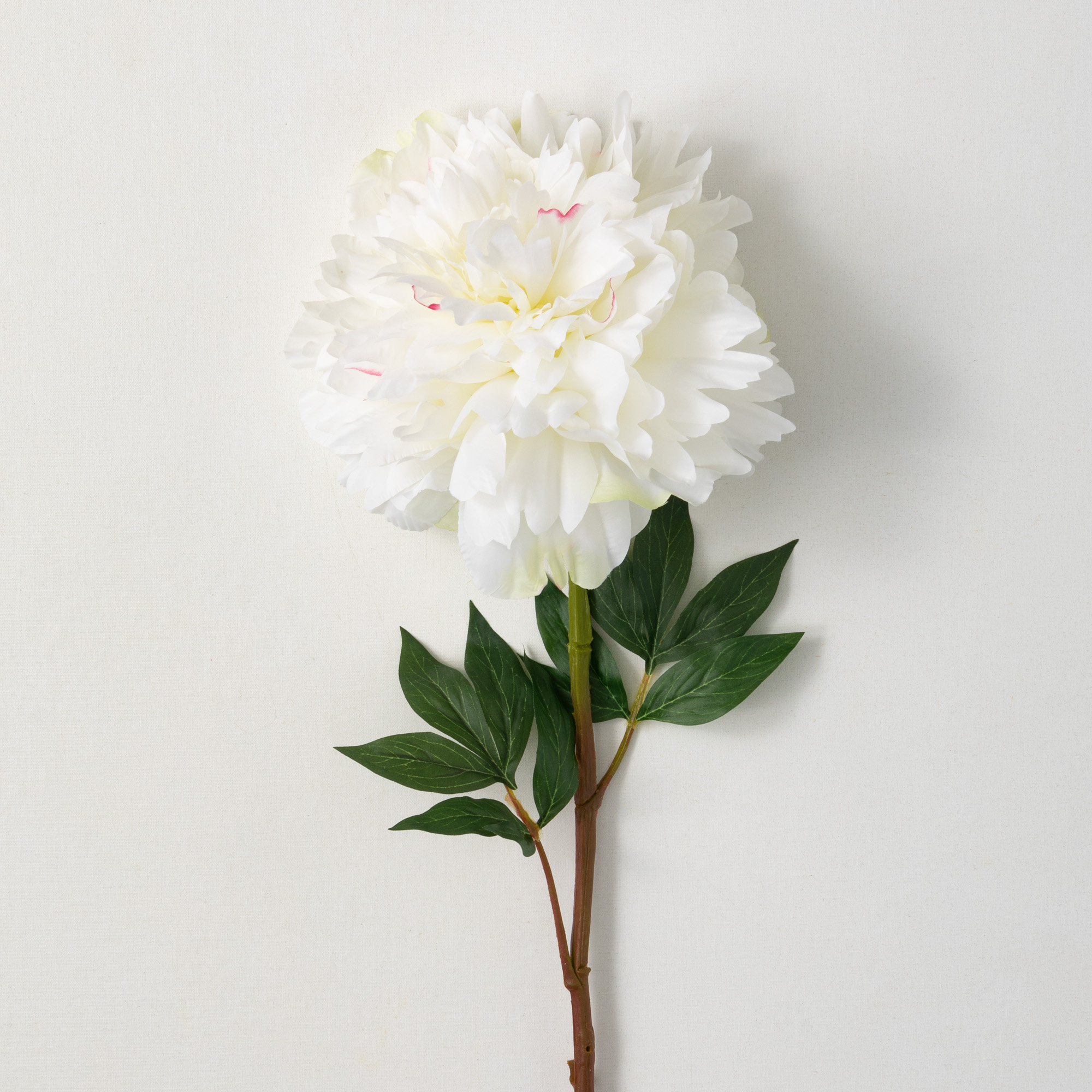 Primrue 34" Soft Cream White Peony; Cream | Wayfair