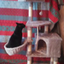 Tucker Murphy Pet™ 58" Bybee Cat Tree or Condo & Reviews - Wayfair Canada