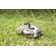 Hi-Line Gift Ltd. REGIUS BALL PYTHON STATUE & Reviews | Wayfair