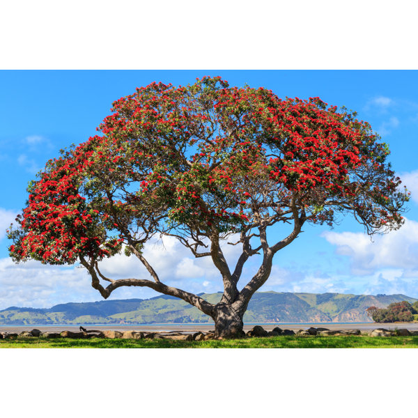 Ebern Designs Pohutukawa Tree by Natmint - Wrapped Canvas Photograph ...