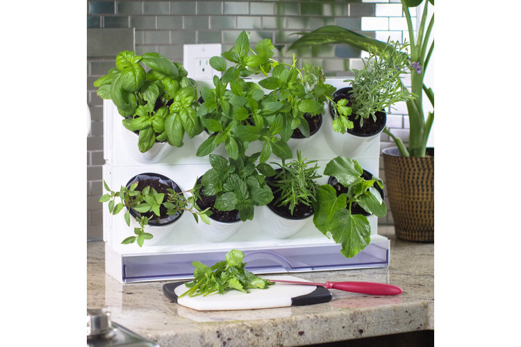 Indoor Herb Garden Ideas: How to Grow an Indoor Herb Garden | Wayfair