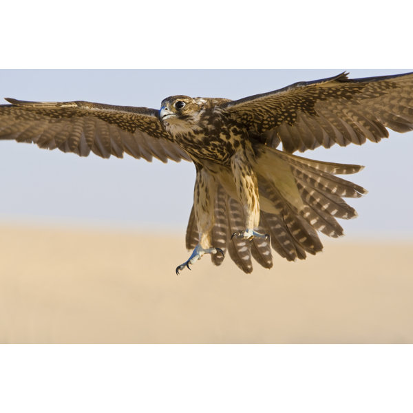 Alpen Home Falcon In Flight by - Wrapped Canvas Photograph | Wayfair.co.uk