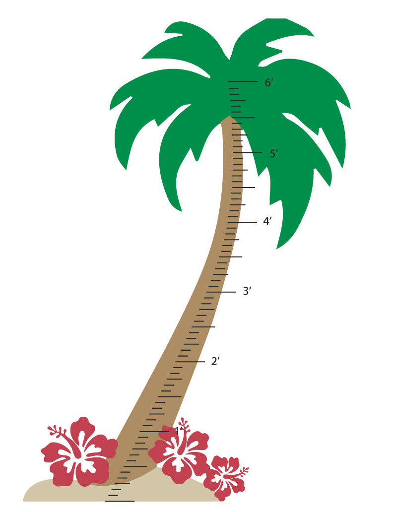 The Decal Guru Palm Tree Growth Chart Wall Decal | Wayfair