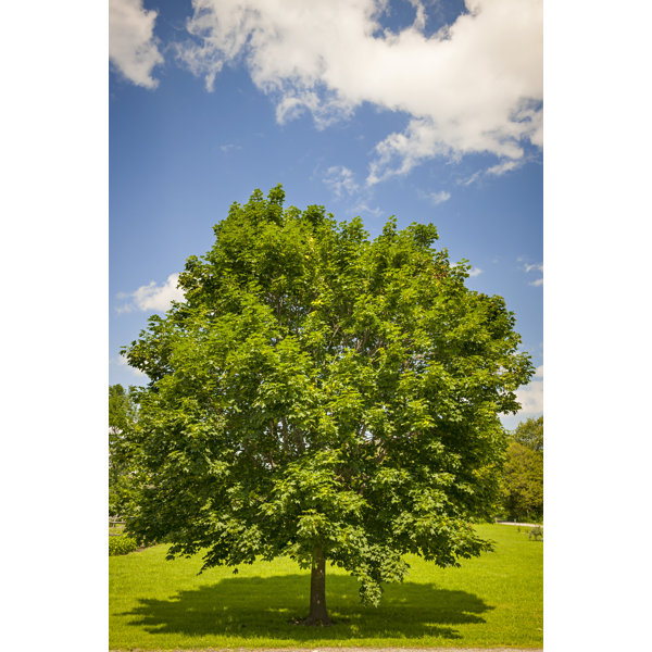 Ebern Designs Maple Tree In Summer Field - Wrapped Canvas Photograph ...