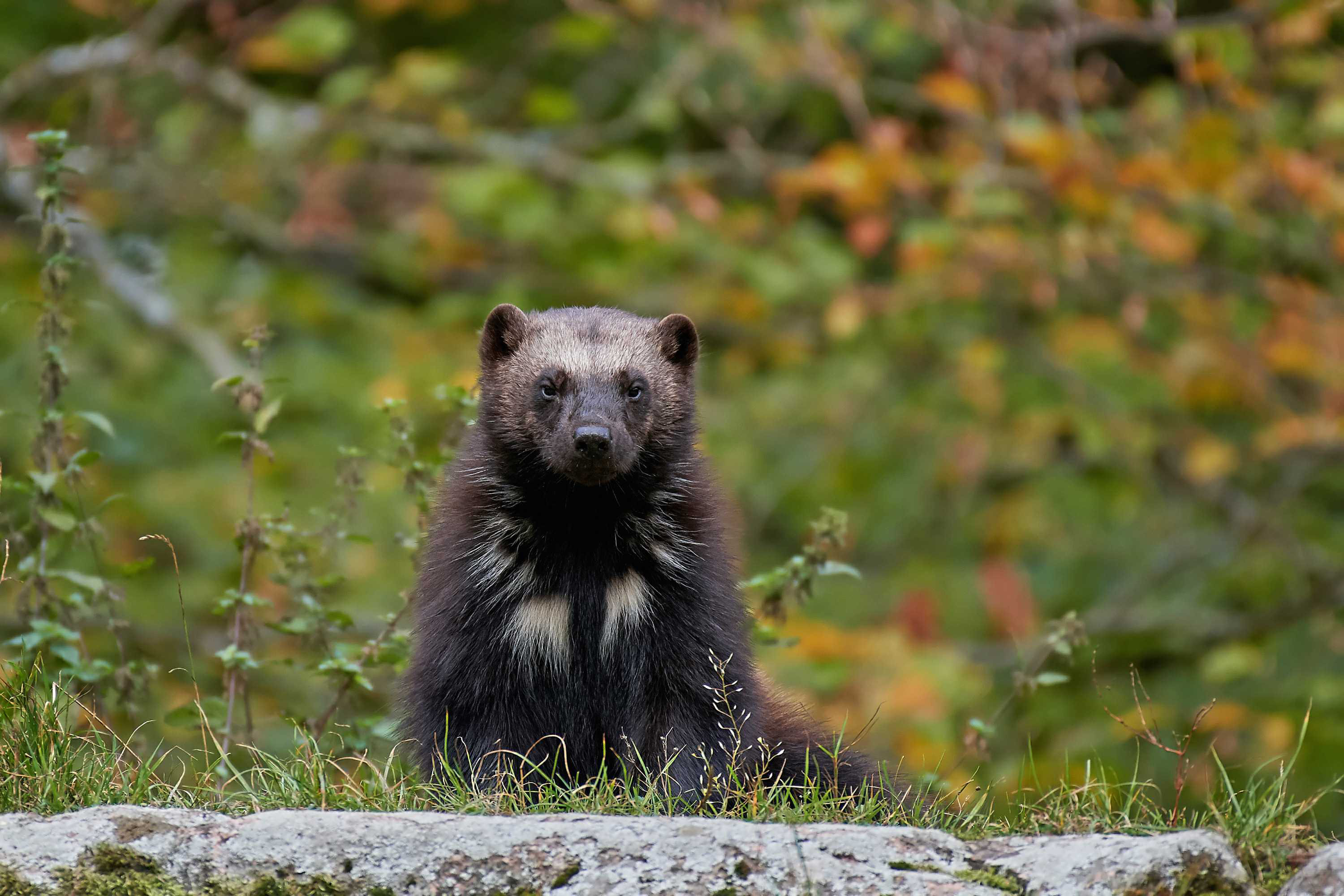 Millwood Pines Wolverine (Gulo Gulo) On Canvas Photograph | Wayfair