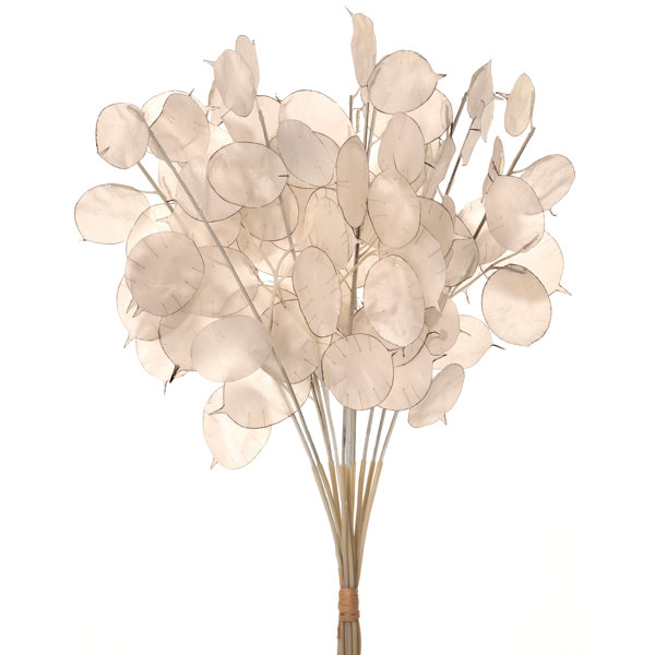 Union Rustic Lunaria Bundle Coin Pod Stems & Reviews | Wayfair