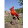 Hi-Line Gift Ltd. MOTION ACTIVATED SINGING CARDINAL STANDING ON STUMP ...