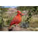 Hi-Line Gift Ltd. MOTION ACTIVATED SINGING CARDINAL STANDING ON STUMP ...