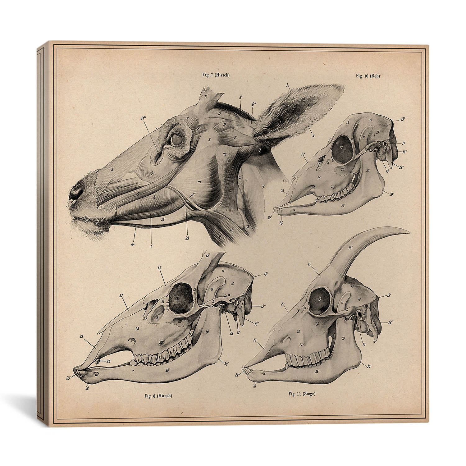 iCanvas 'Goat Head Skeleton Anatomy' by Wilhelm Ellenberger and Hermann ...