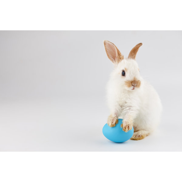 Gracie Oaks Easter Bunny Rabbit by - Wrapped Canvas Photograph | Wayfair