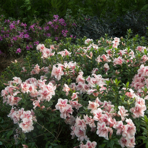 Encore Azalea 1 Gallon Autumn Belle Encore Azalea Live Low Maintenance ...