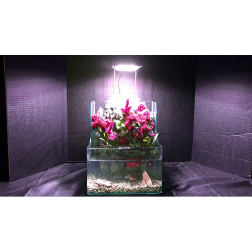 Penn Plax 1 Gallon AquaTerrium™ Aquarium Tank & Reviews | Wayfair