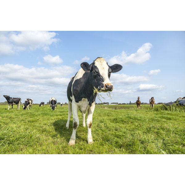 Gracie Oaks Cow - Wrapped Canvas Photograph | Wayfair