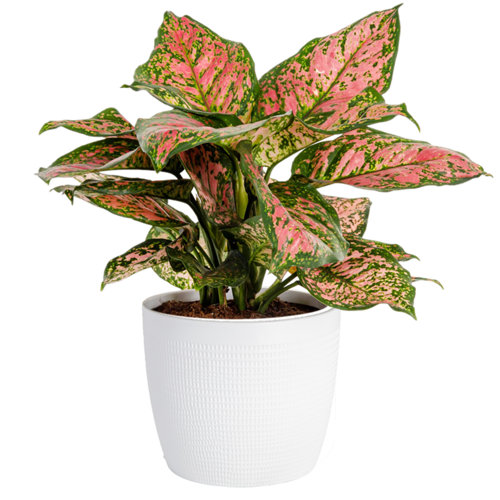 Costa Farms Aglaonema Plant in Planter & Reviews | Perigold