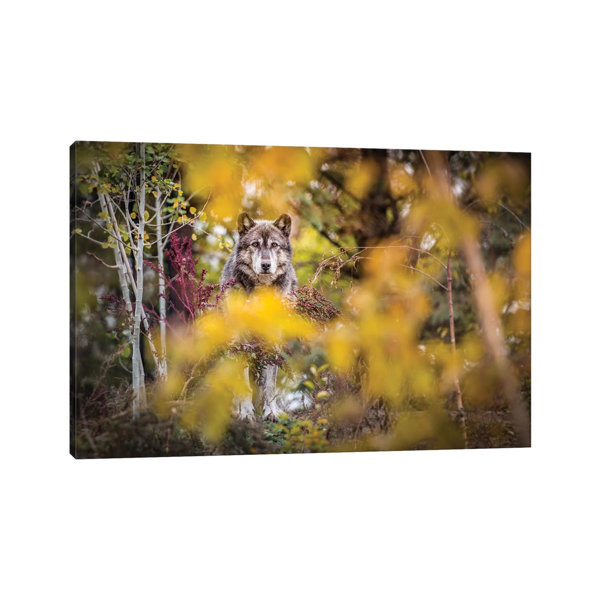 Ebern Designs Timber Wolf Portrait by - Wrapped Canvas | Wayfair.co.uk
