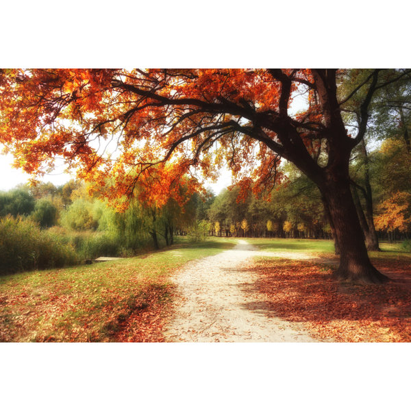 Winston Porter Large Oak Tree - Wrapped Canvas Photograph | Wayfair
