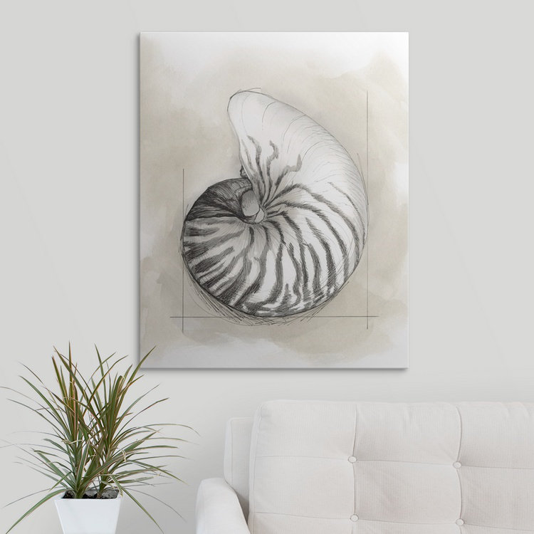 Great Big Canvas Shell Schematic Shell Schematic II by Megan Meagher ...