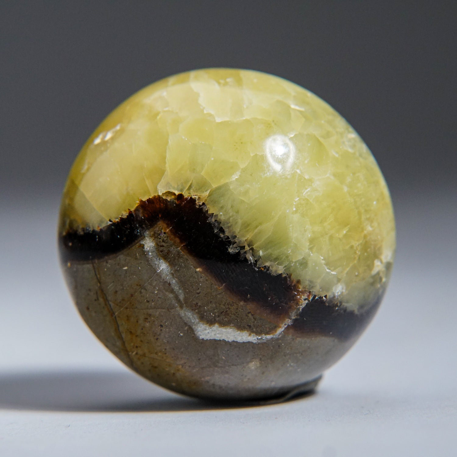 Astro Gallery of Gems Genuine Polished Septarian Palm Stone | Wayfair