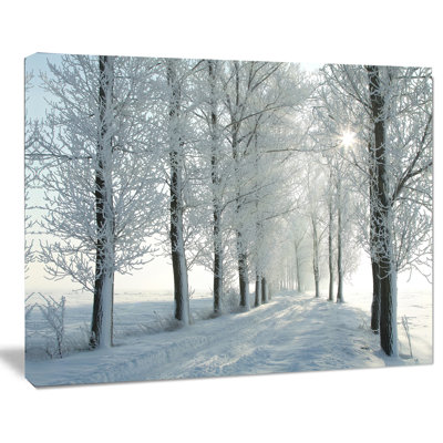 Millwood Pines Winter Trees Backlit By Morning Sun - Unframed ...