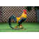 Hi-Line Gift Ltd. Standing on Corn Rooster Figurine & Reviews | Wayfair