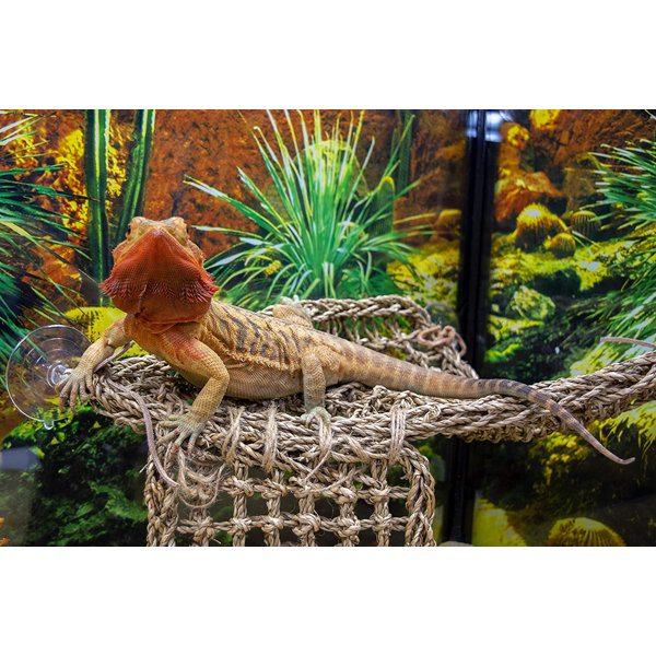 Penn Plax Reptology Large Lizard Lounger Corner Triangle with Ladder ...