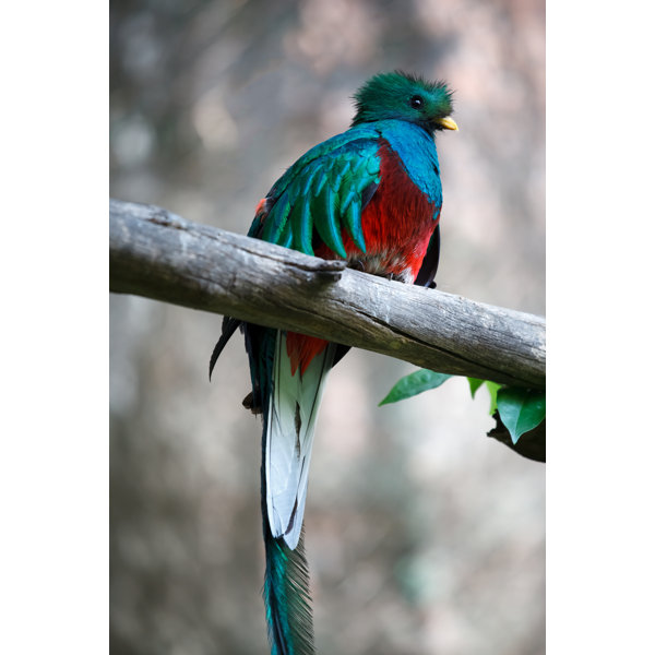 Ebern Designs A Rare Quetzal by Chepenicoli - Wrapped Canvas Photograph ...