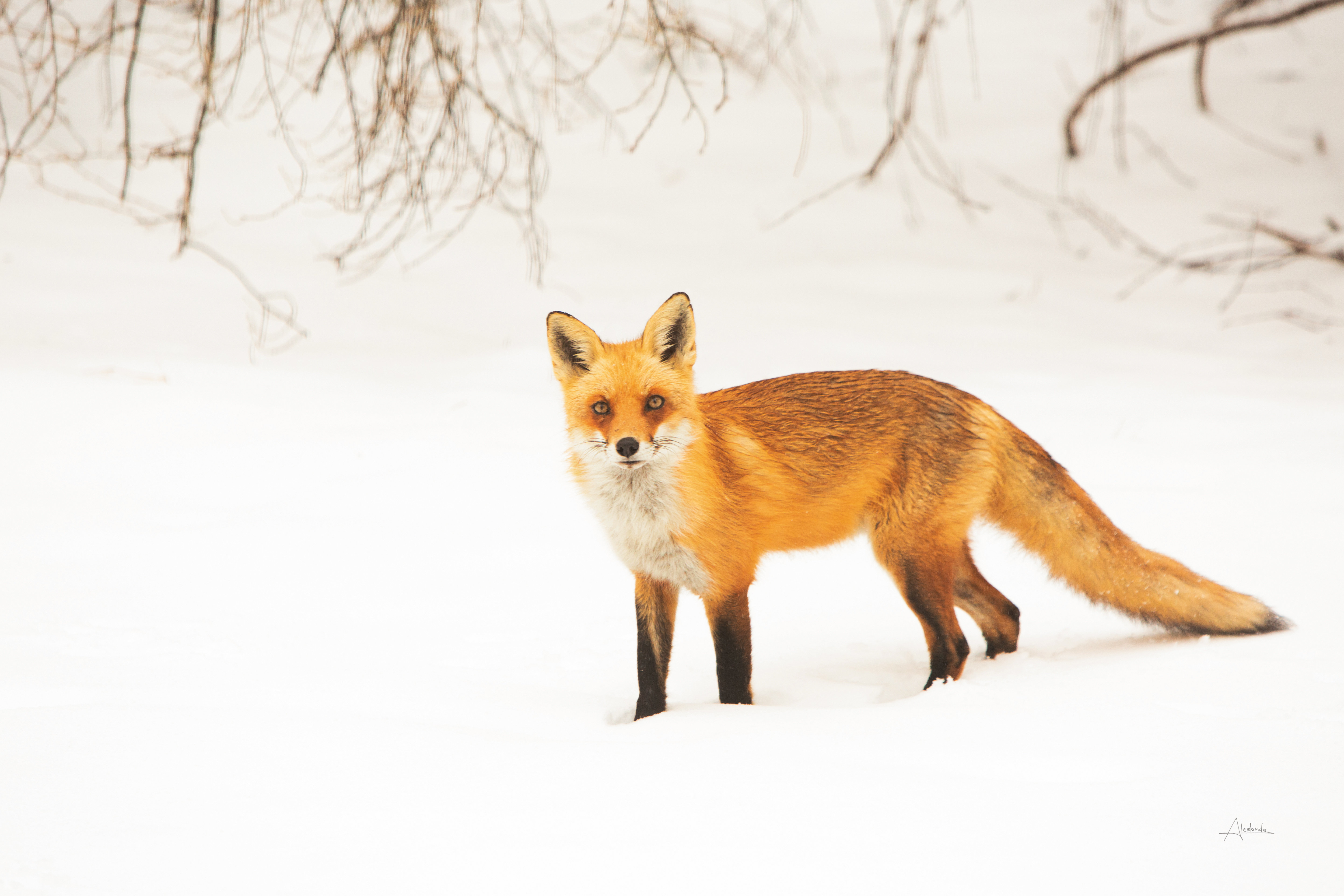 Loon Peak® Red Fox IV On Canvas Photograph | Wayfair