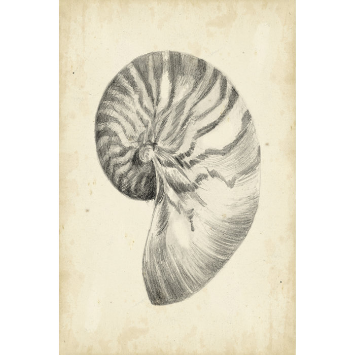 Highland Dunes Antique Shell Study I | Wayfair.co.uk