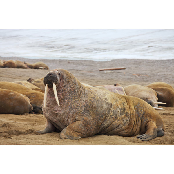 Highland Dunes Walrus Family With Giant Tusks - Wrapped Canvas ...