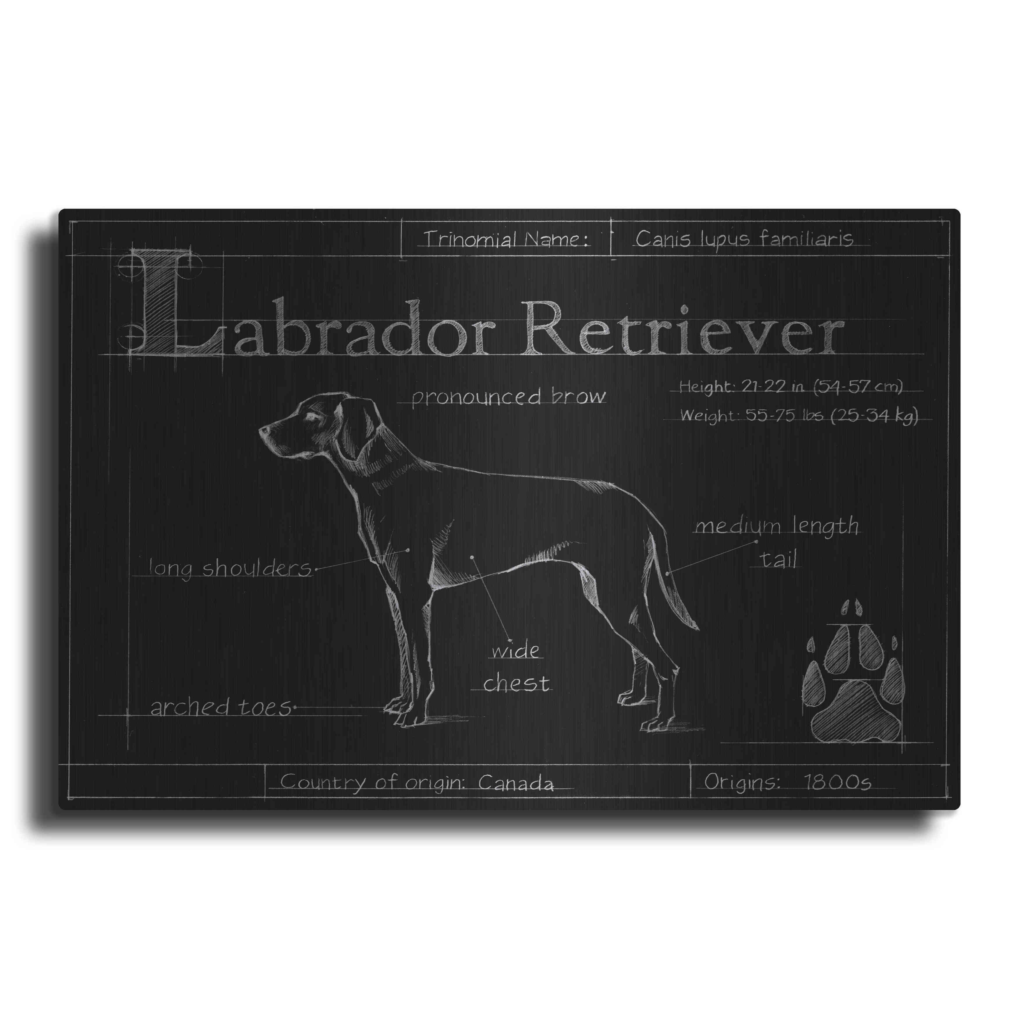Red Barrel Studio® Luxe Metal Art 'Blueprint Labrador Retriever' By E ...
