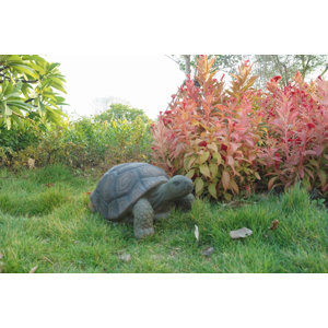 Hi-Line Gift Ltd. Turtle Statue & Reviews | Wayfair