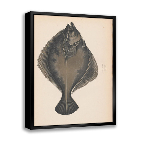 ATX Art Group LLC Vintage Flounder by Stanley Print House - Floater ...
