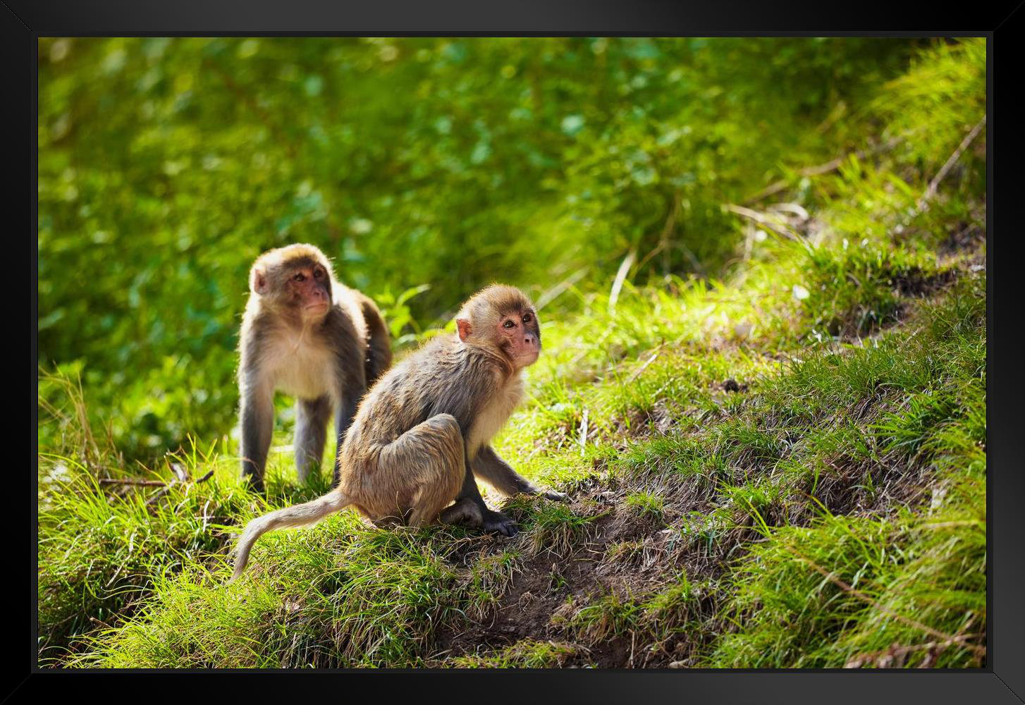 Trinx Rhesus Macaques Monkeys India Forest Primate Poster Monkey Decor ...