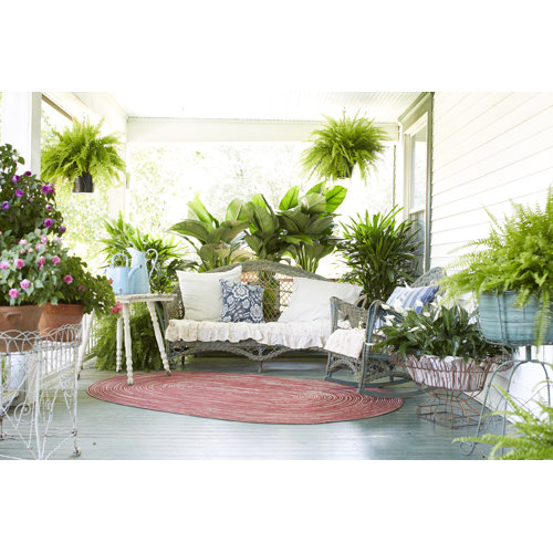 Costa Farms Fern Plant in Pot & Reviews | Perigold