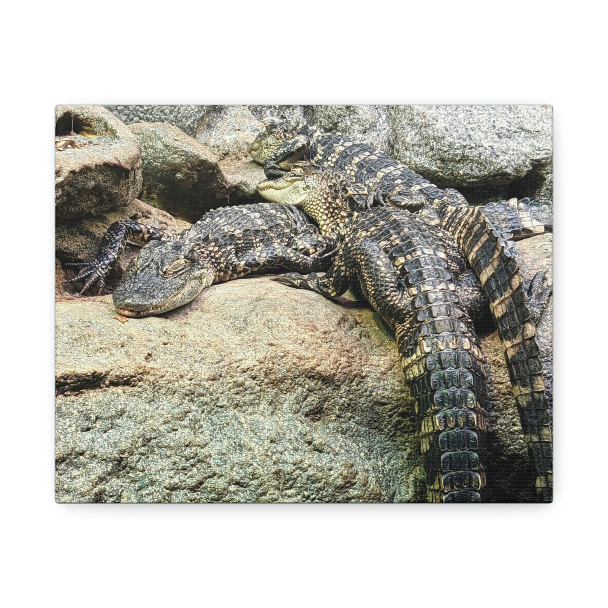 Bless international Crocodile Wall Decor | Wayfair