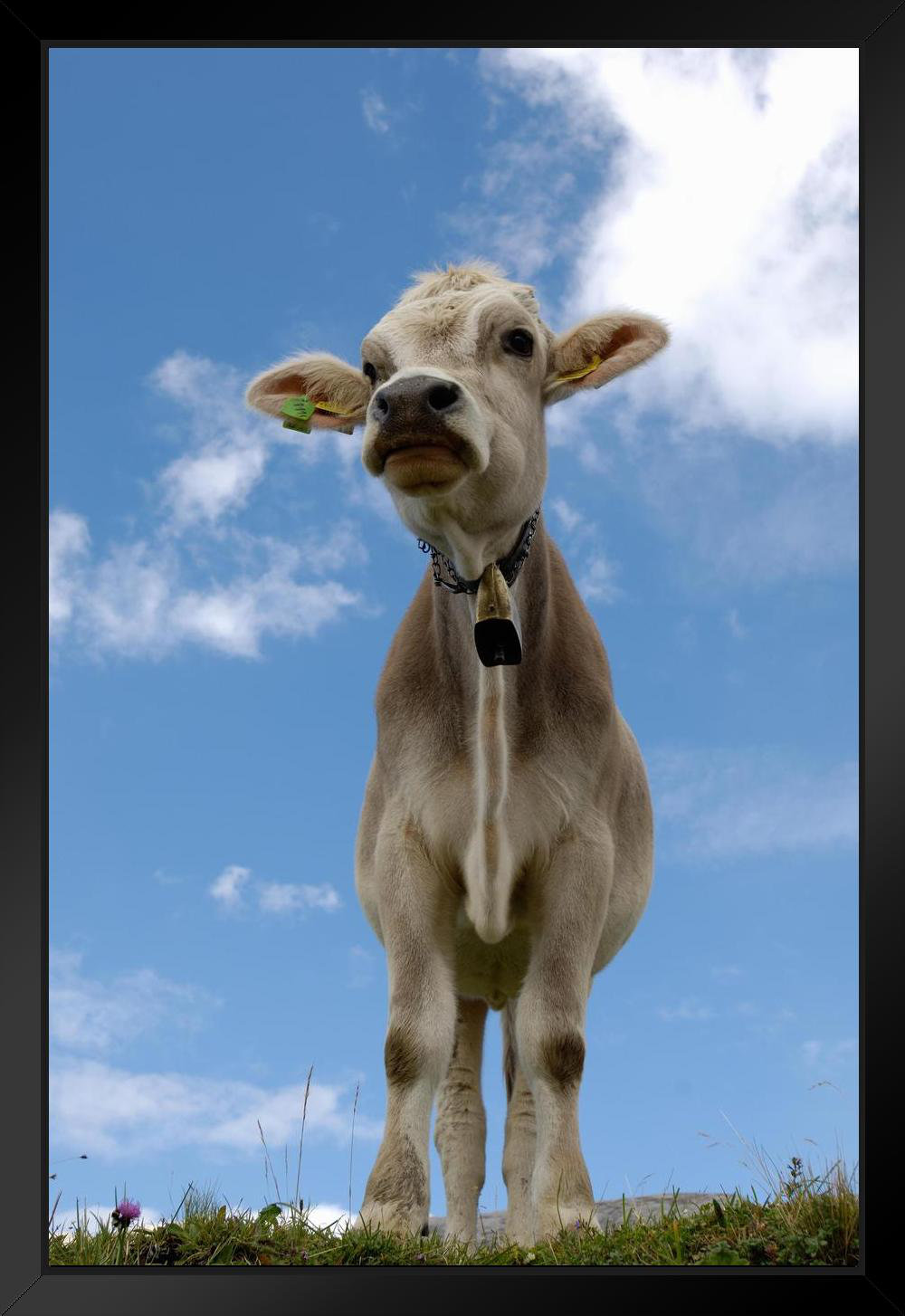 Gracie Oaks Cow Wearing Bell Low Angle Portrait Photo Photograph Cow ...
