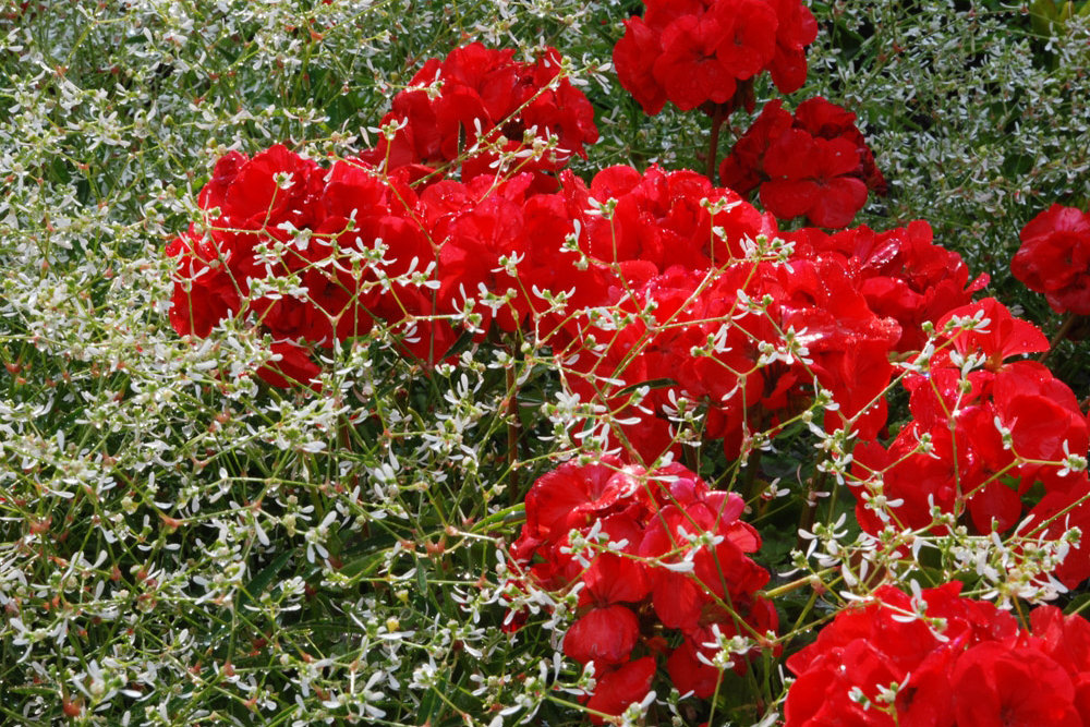 Winston Porter Ruby Red Flowers And White Buds - Wrapped Canvas ...