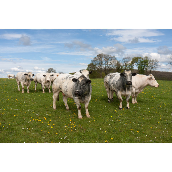 Gracie Oaks Flock Of Cows by - Wrapped Canvas Photograph | Wayfair