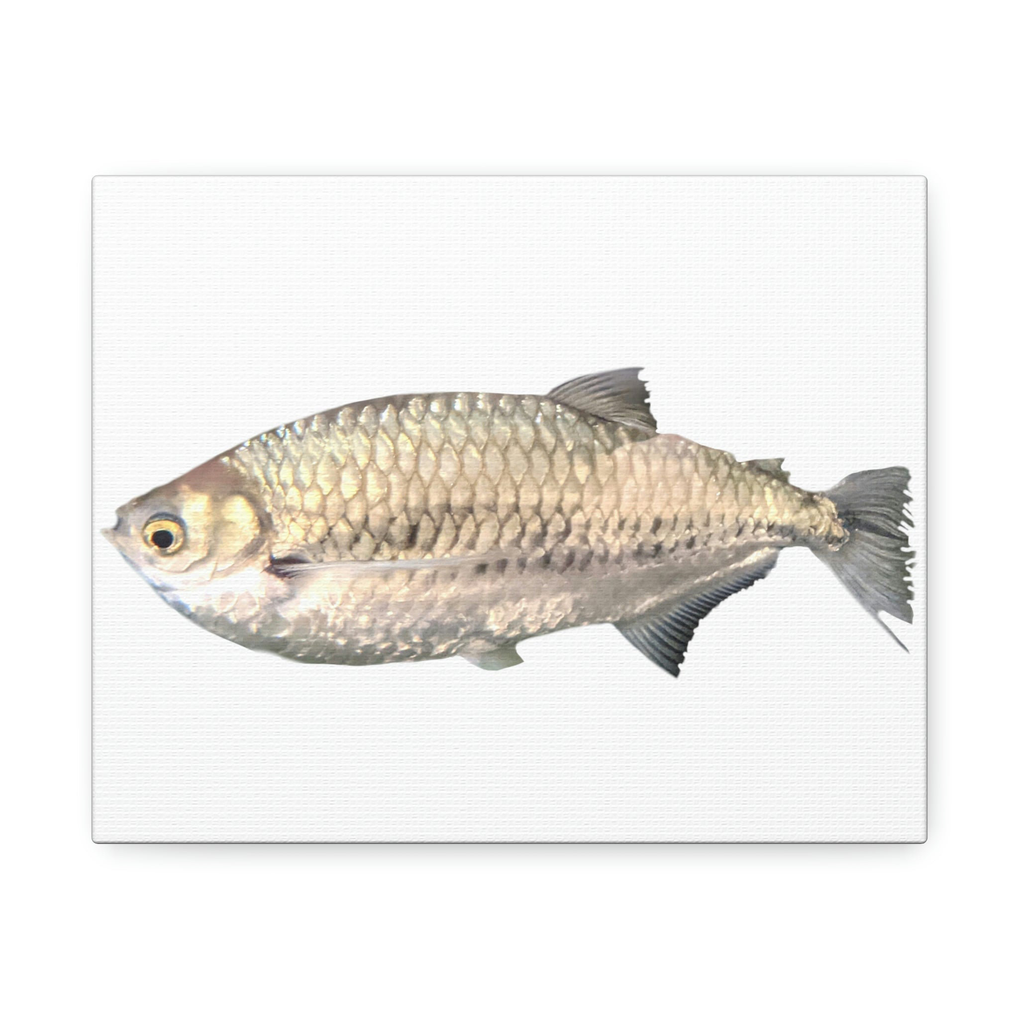 Dovecove Silver Fish - Print | Wayfair