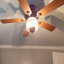 Red Barrel Studio® Baldy 52'' Ceiling Fan with Light Kit & Reviews ...