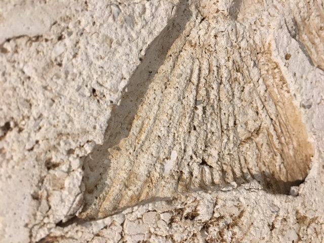 Matrix-Z 6" x 6" SeaStone Cement Fish Tail Fossil Impression Medallion ...