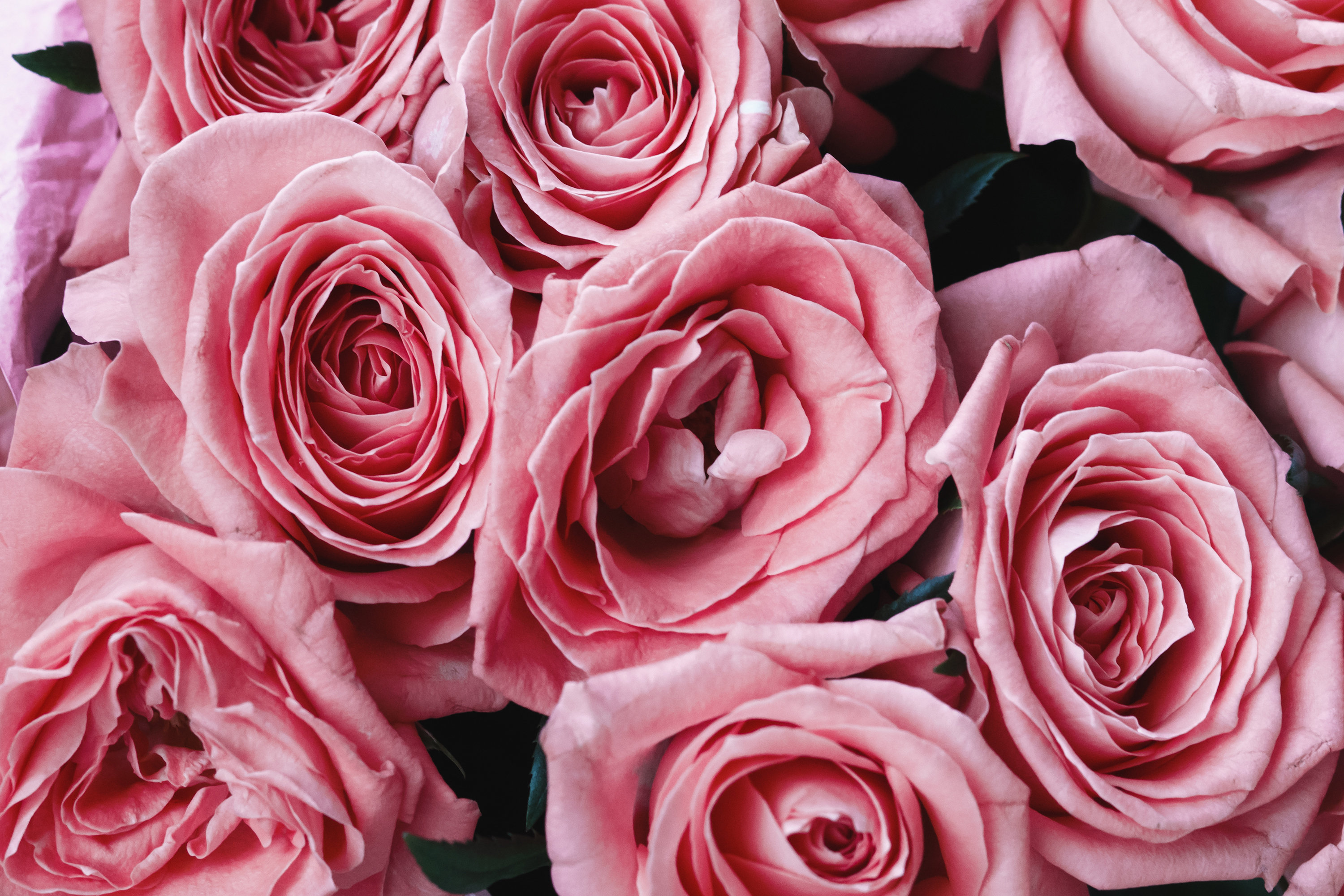 House of Hampton® Toned Pink Roses, Image Of Flowe | Wayfair