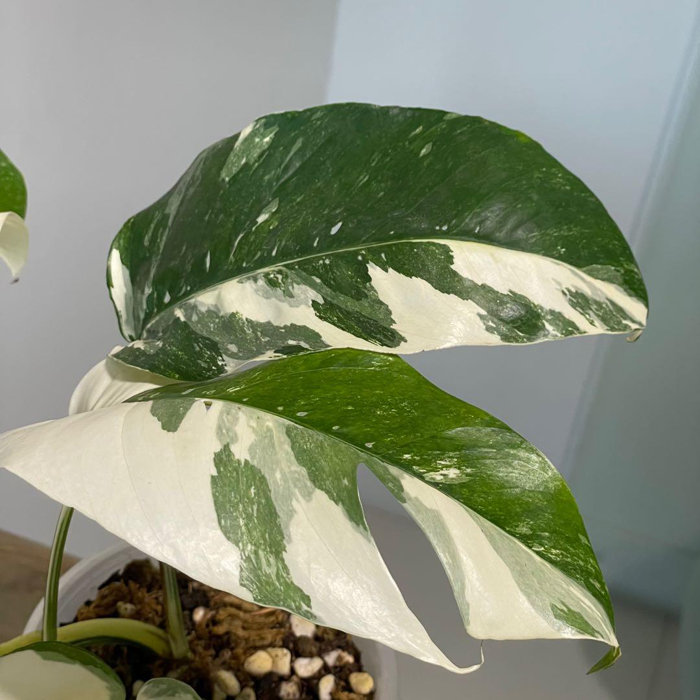 Wekiva Foliage LLC Variegated Albo Pothos - Live Plant in a 4 Inch Pot ...