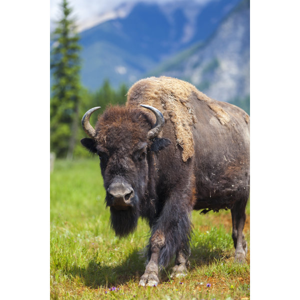 Union Rustic American Bison by - Wrapped Canvas Photograph | Wayfair