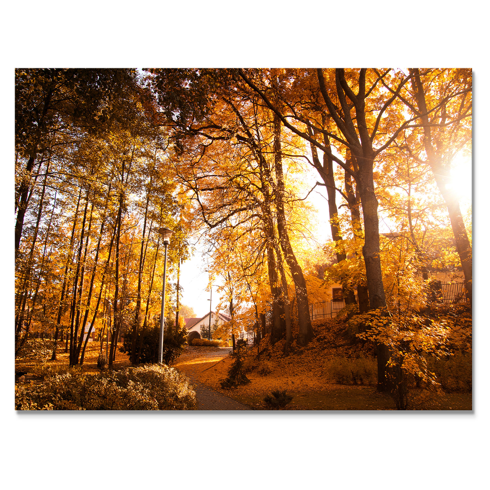 Millwood Pines Path Through A Enchanted Forest Path Through A Enchanted ...